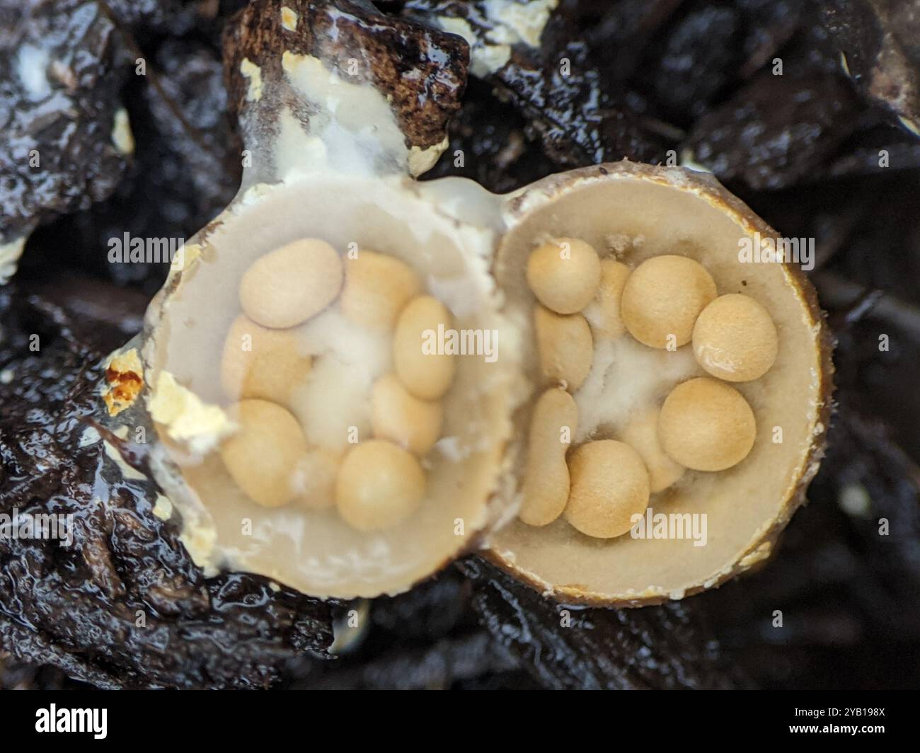 common bird's nest fungus (Crucibulum laeve) Fungi Stock Photo - Alamy