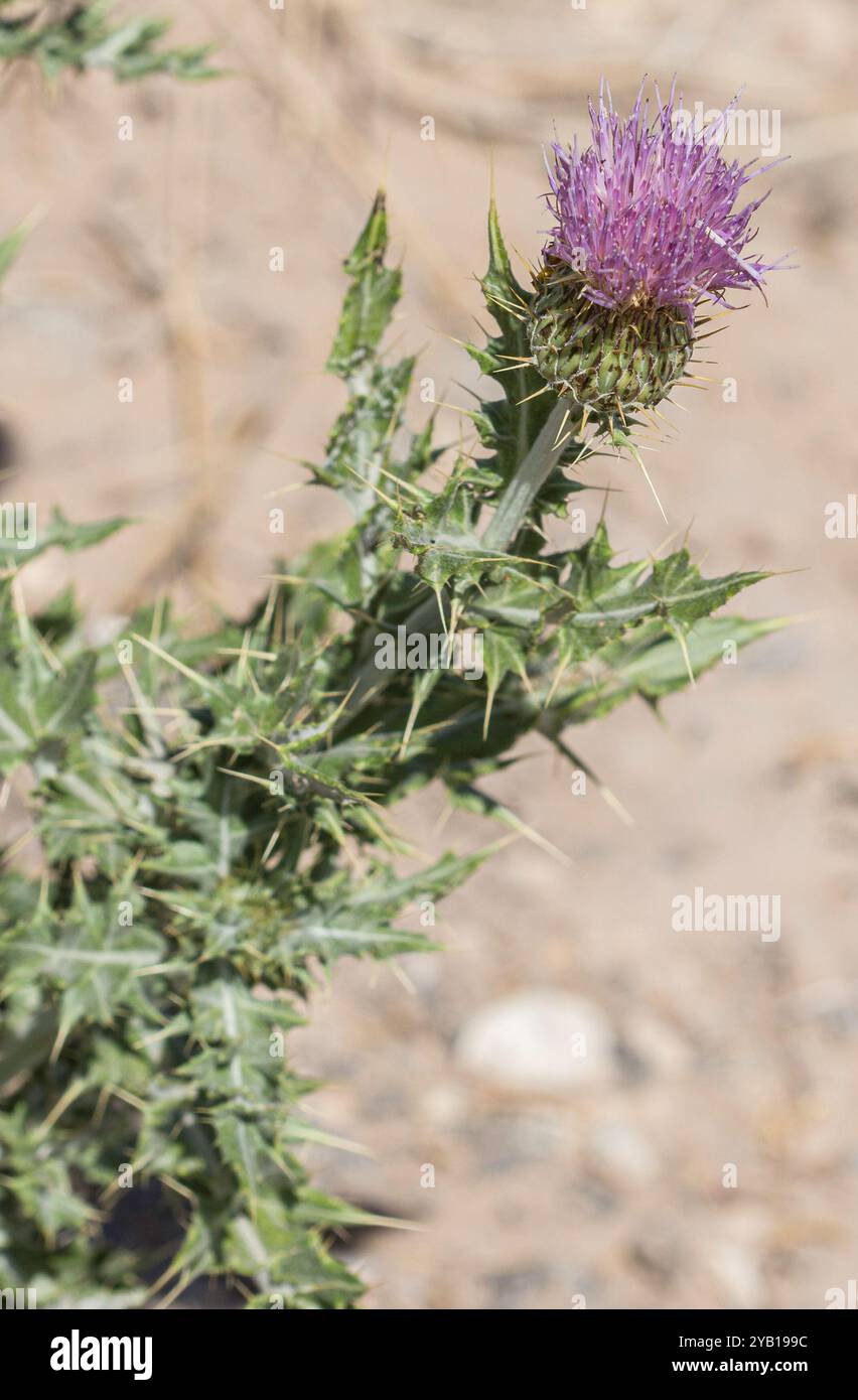 yellowspine thistle (Cirsium ochrocentrum) Plantae Stock Photo - Alamy