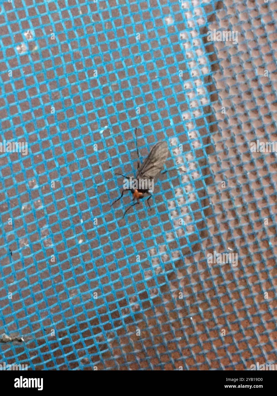 Sugarcane Soldier Fly (Inopus rubriceps) Insecta Stock Photo - Alamy