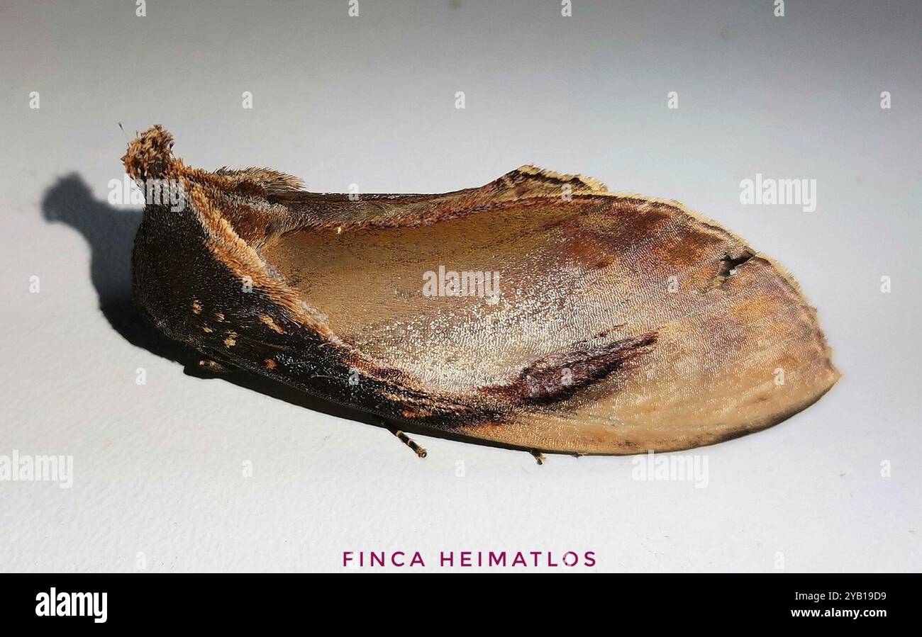 (Crinodes bellatrix) Insecta Stock Photo - Alamy