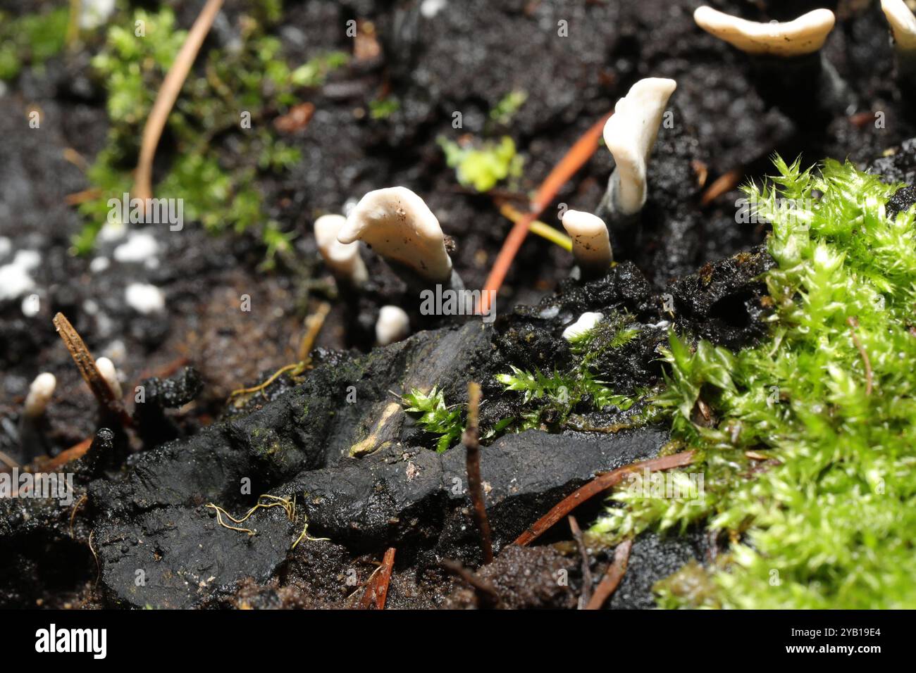Candlesnuff Fungus (Xylaria hypoxylon) Fungi Stock Photo - Alamy