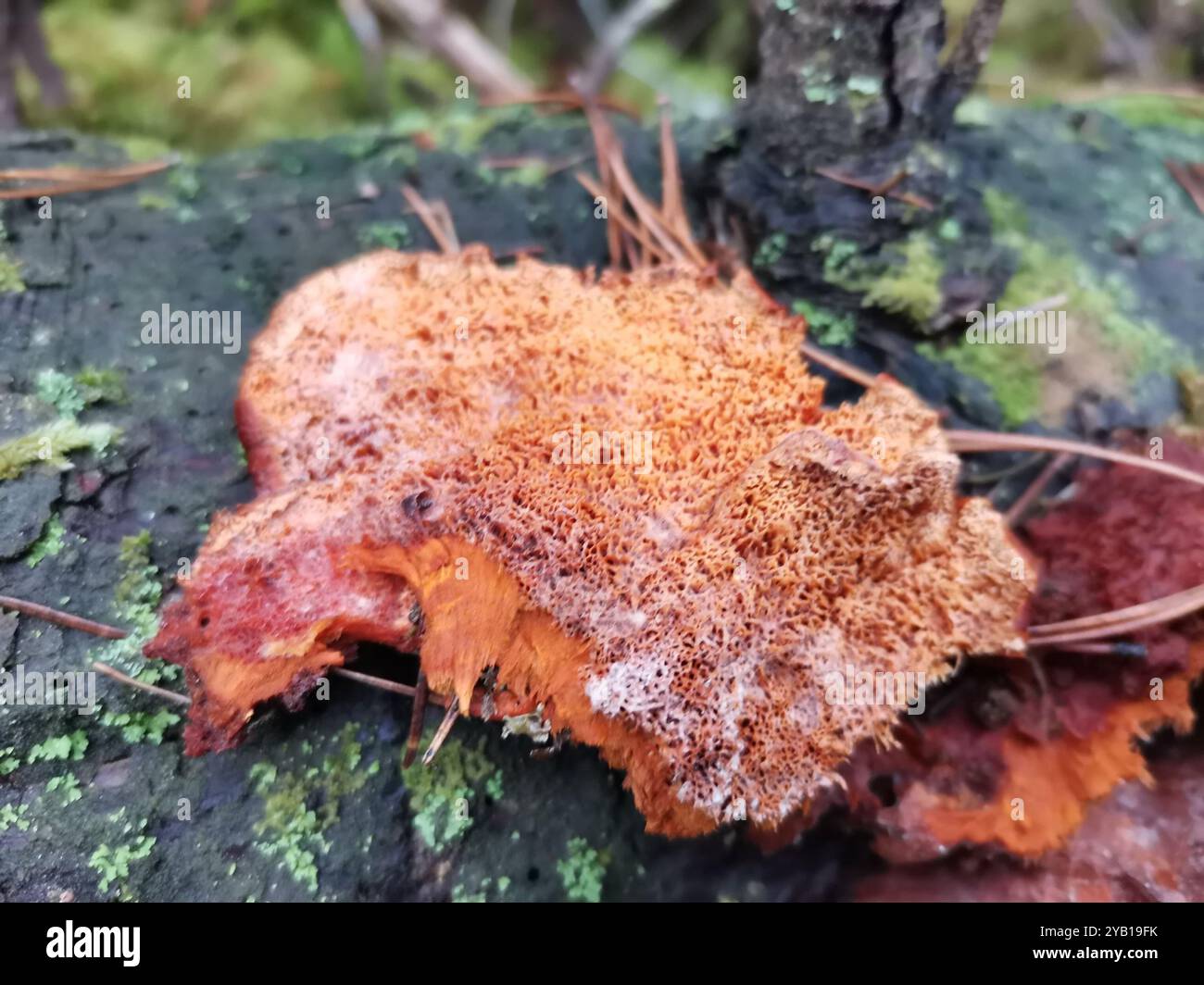 (Pycnoporellus fulgens) Fungi Stock Photo - Alamy