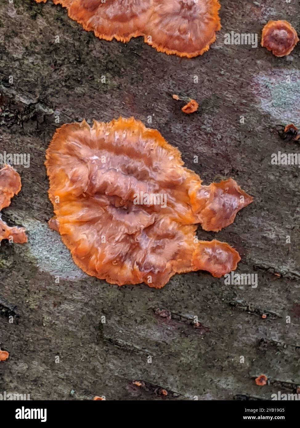 Wrinkled Crust (Phlebia radiata) Fungi Stock Photo - Alamy