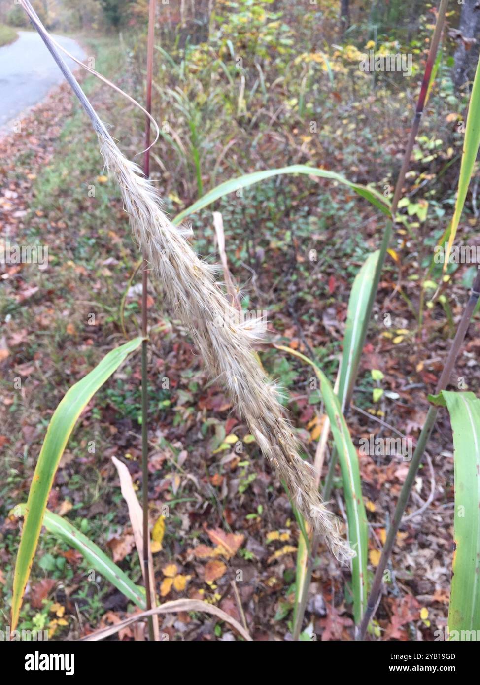 Plumegrasses (Erianthus) Plantae Stock Photo - Alamy