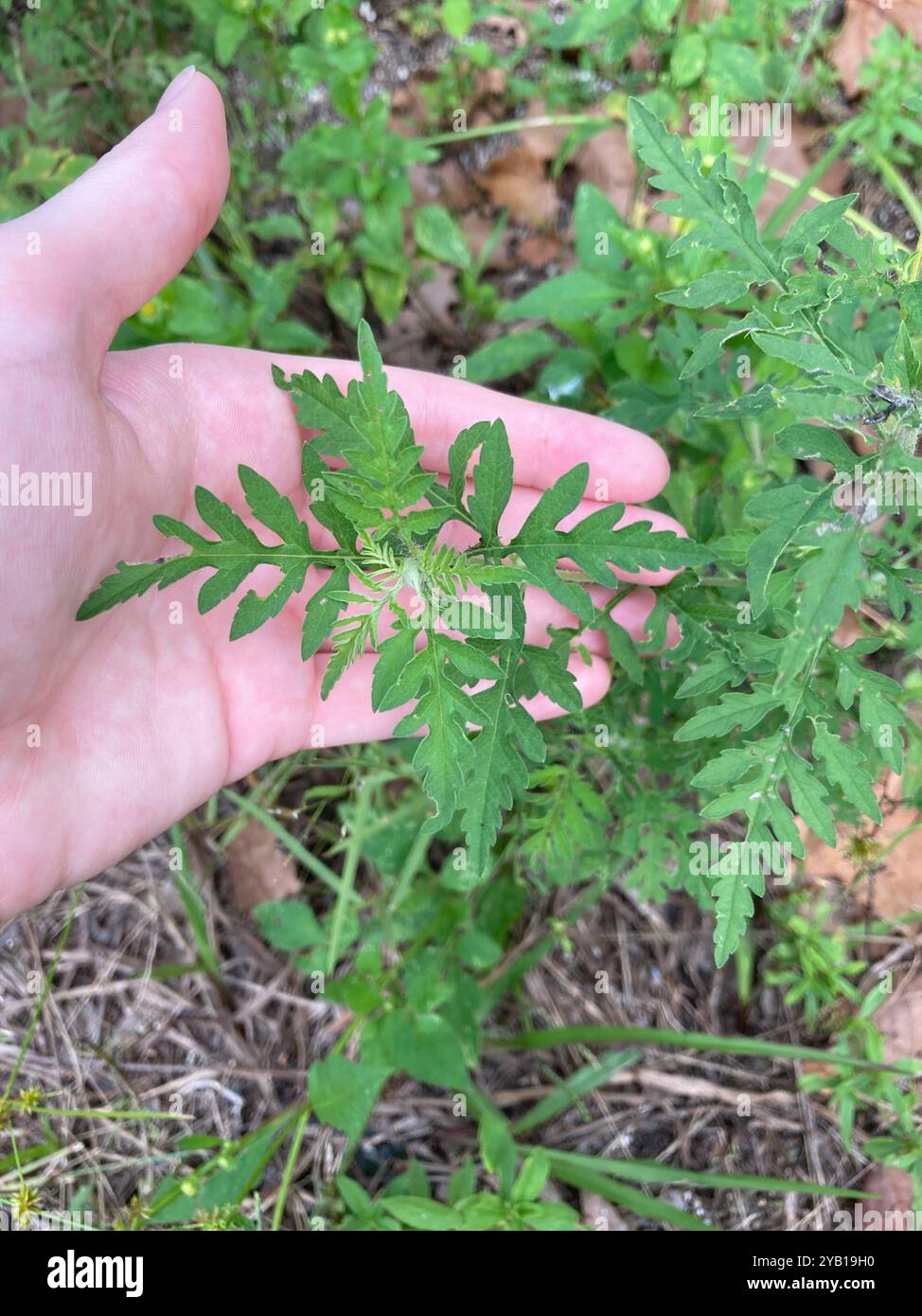 common ragweed (Ambrosia artemisiifolia) Plantae Stock Photo - Alamy