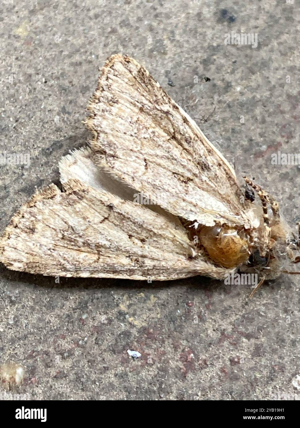Flounced Rustic (Luperina testacea) Insecta Stock Photo - Alamy