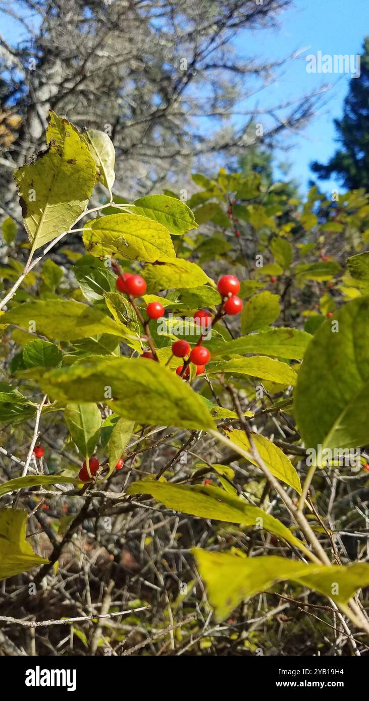 winterberry holly (Ilex verticillata) Plantae Stock Photo - Alamy