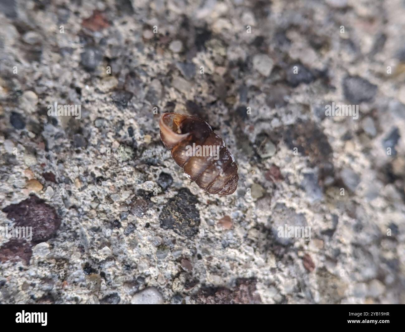 Moss Chrysalis-snail (Pupilla muscorum) Mollusca Stock Photo - Alamy