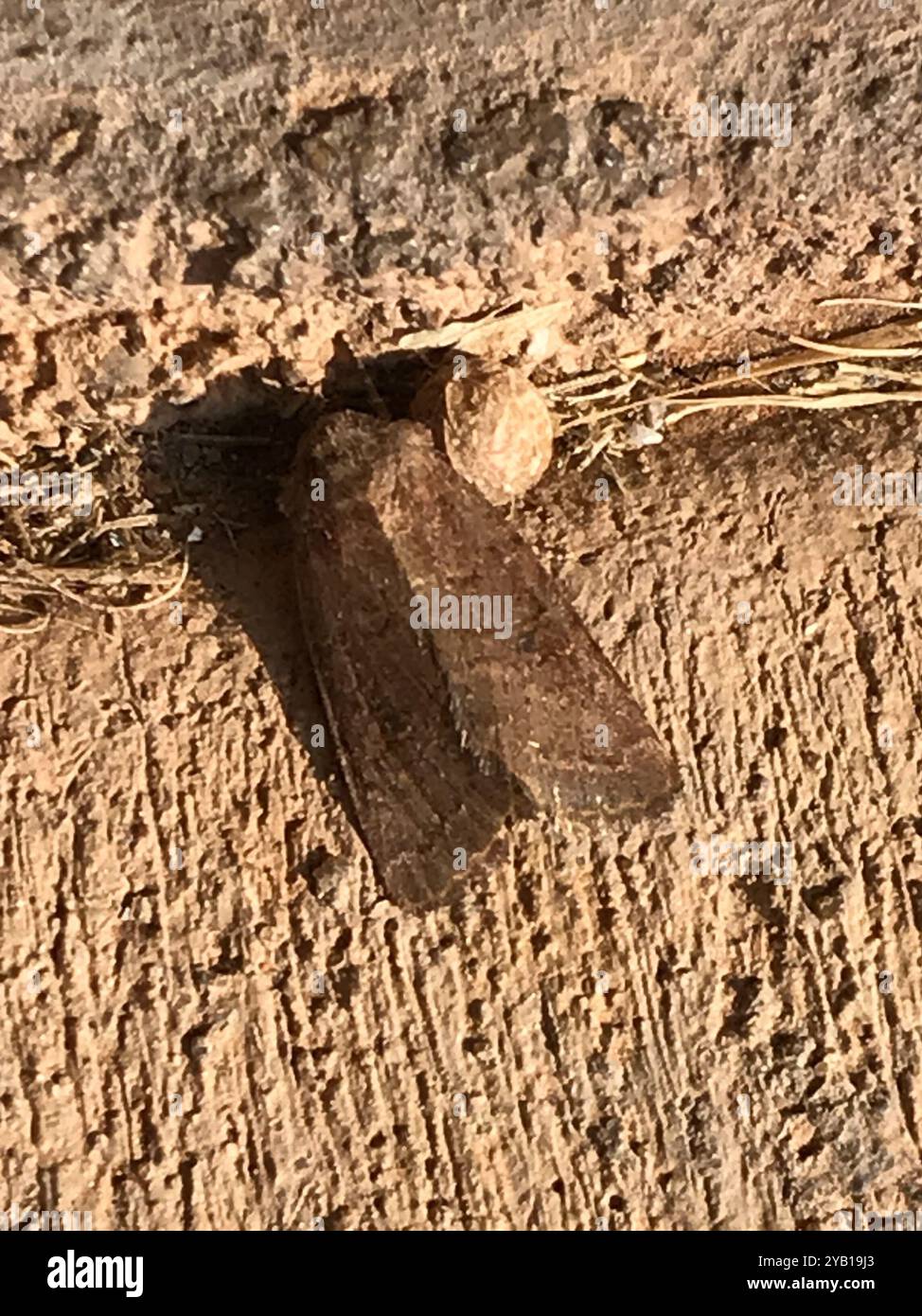 Cutworms and Dart Moths (Noctuinae) Insecta Stock Photo - Alamy