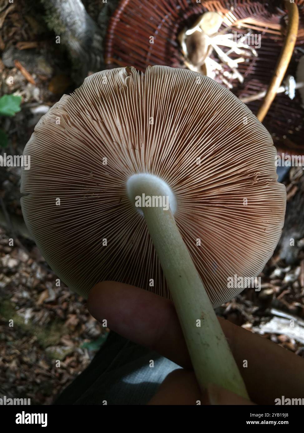 Deer Mushroom (Pluteus cervinus) Fungi Stock Photo - Alamy