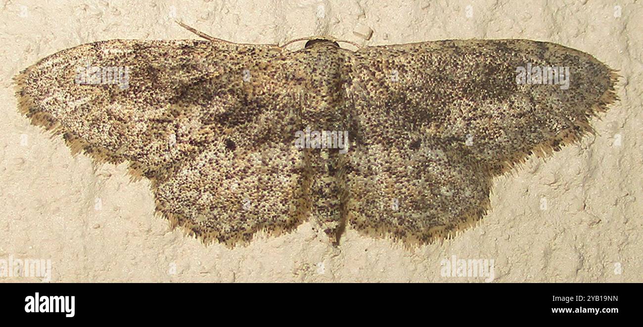Geometer Moths (Geometridae) Insecta Stock Photo - Alamy