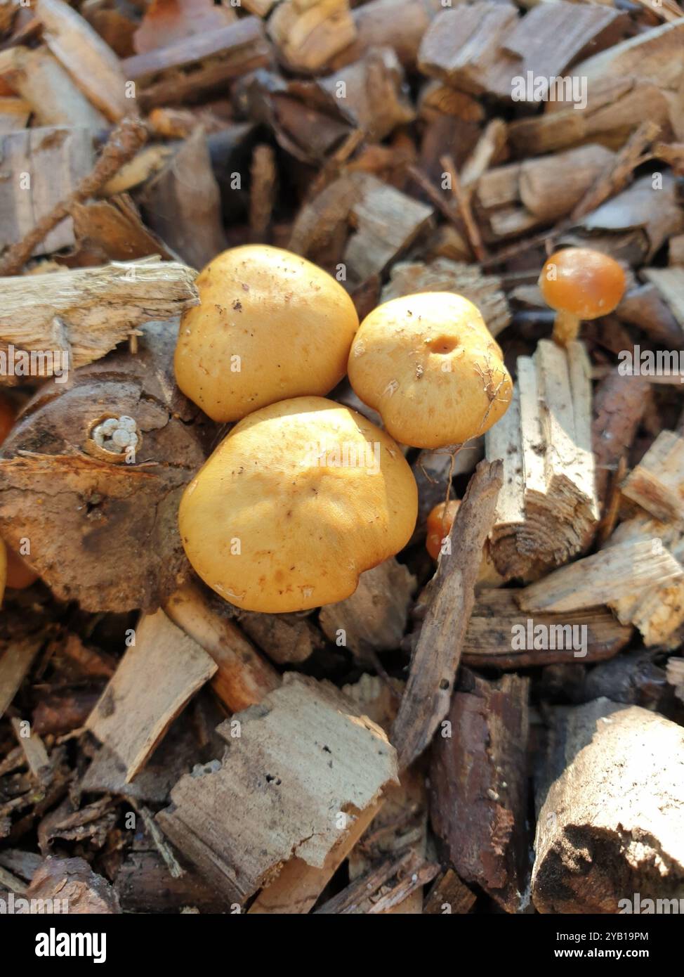 Mulch Fieldcap (Agrocybe putaminum) Fungi Stock Photo - Alamy