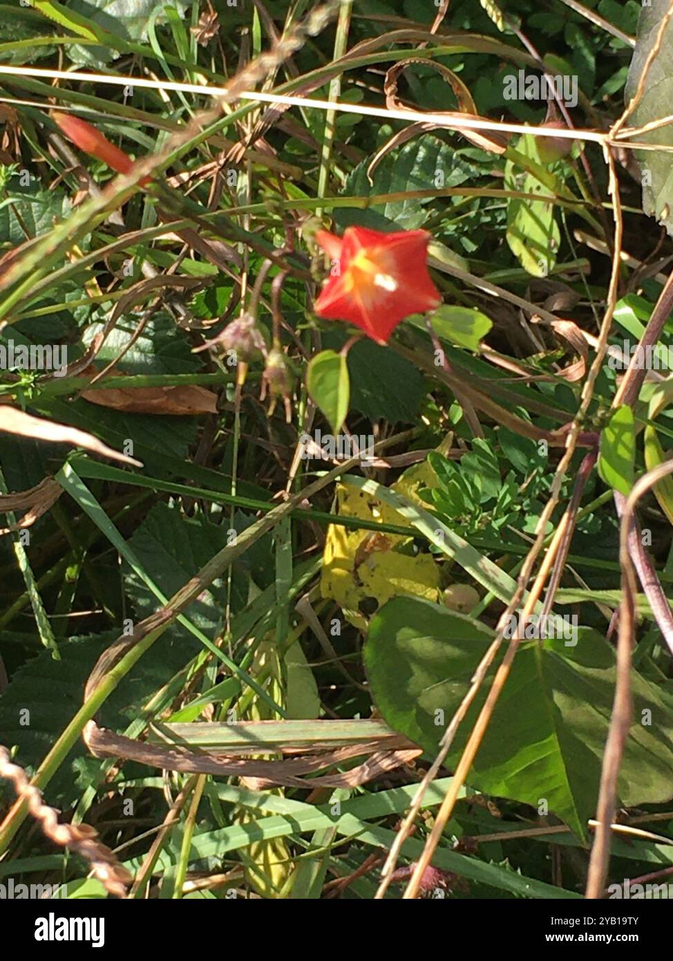 red morning glory (Ipomoea coccinea) Plantae Stock Photo - Alamy