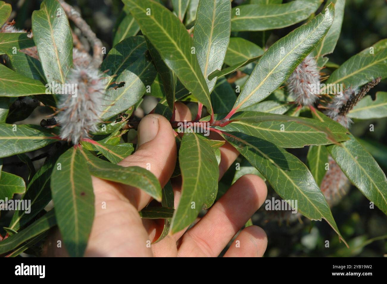 Forest Beachwood (Faurea galpinii) Plantae Stock Photo - Alamy