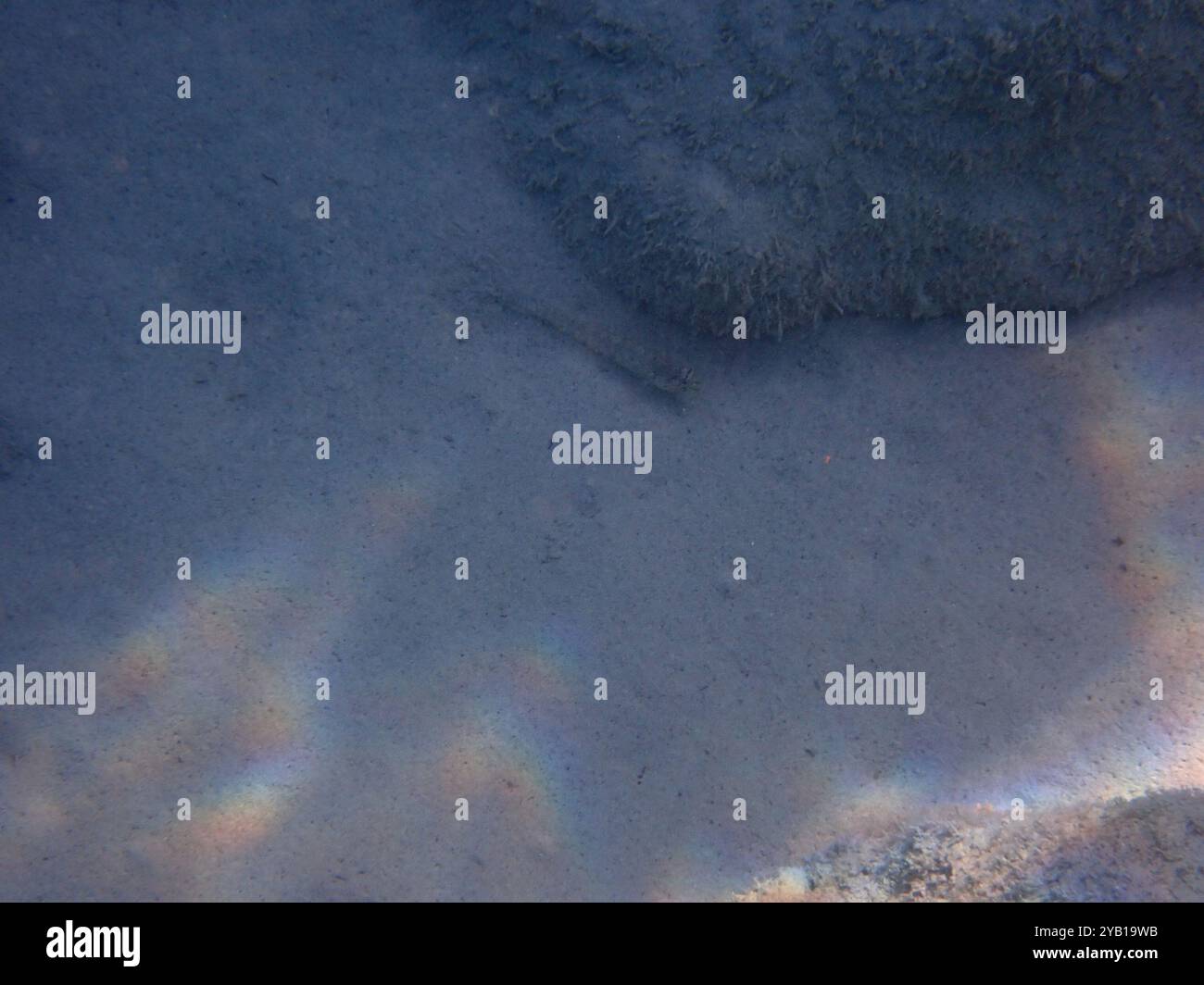 Incognito Goby (Gobius incognitus) Actinopterygii Stock Photo - Alamy