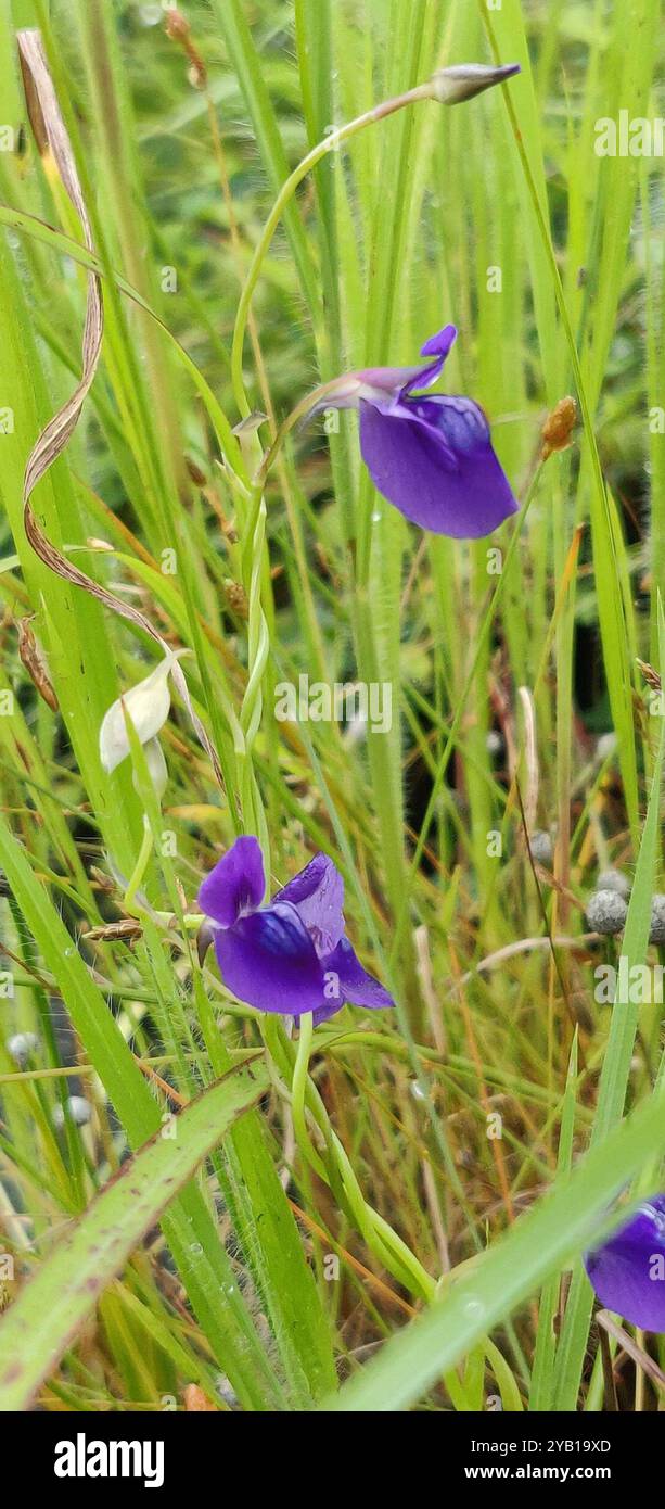 net-veined bladderwort (Utricularia reticulata) Plantae Stock Photo - Alamy