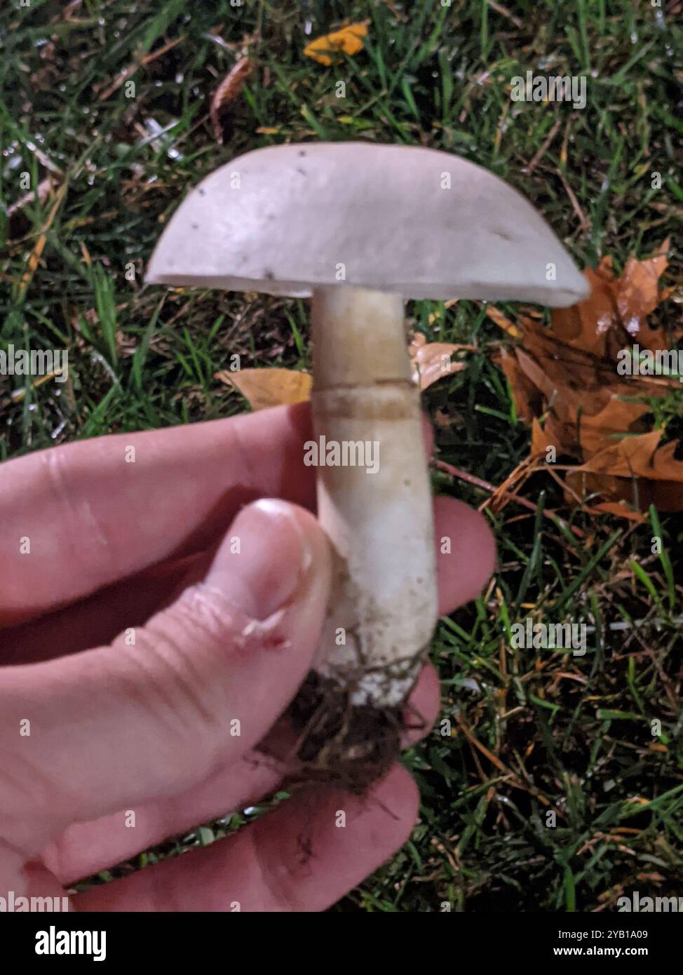 White Dapperling (Leucoagaricus leucothites) Fungi Stock Photo - Alamy