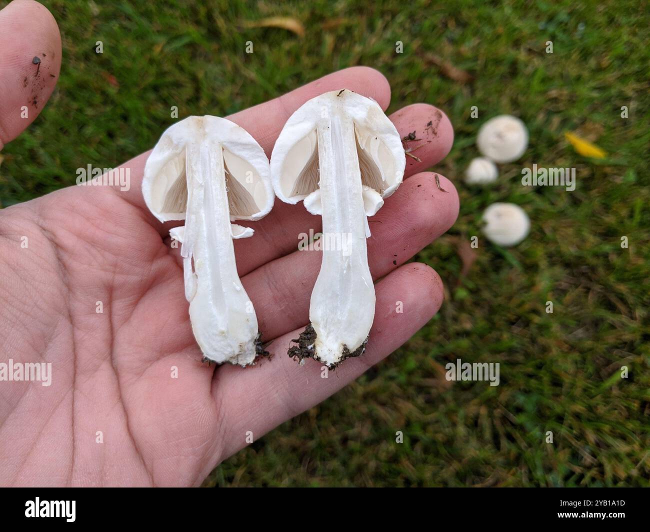 White Dapperling (Leucoagaricus leucothites) Fungi Stock Photo - Alamy