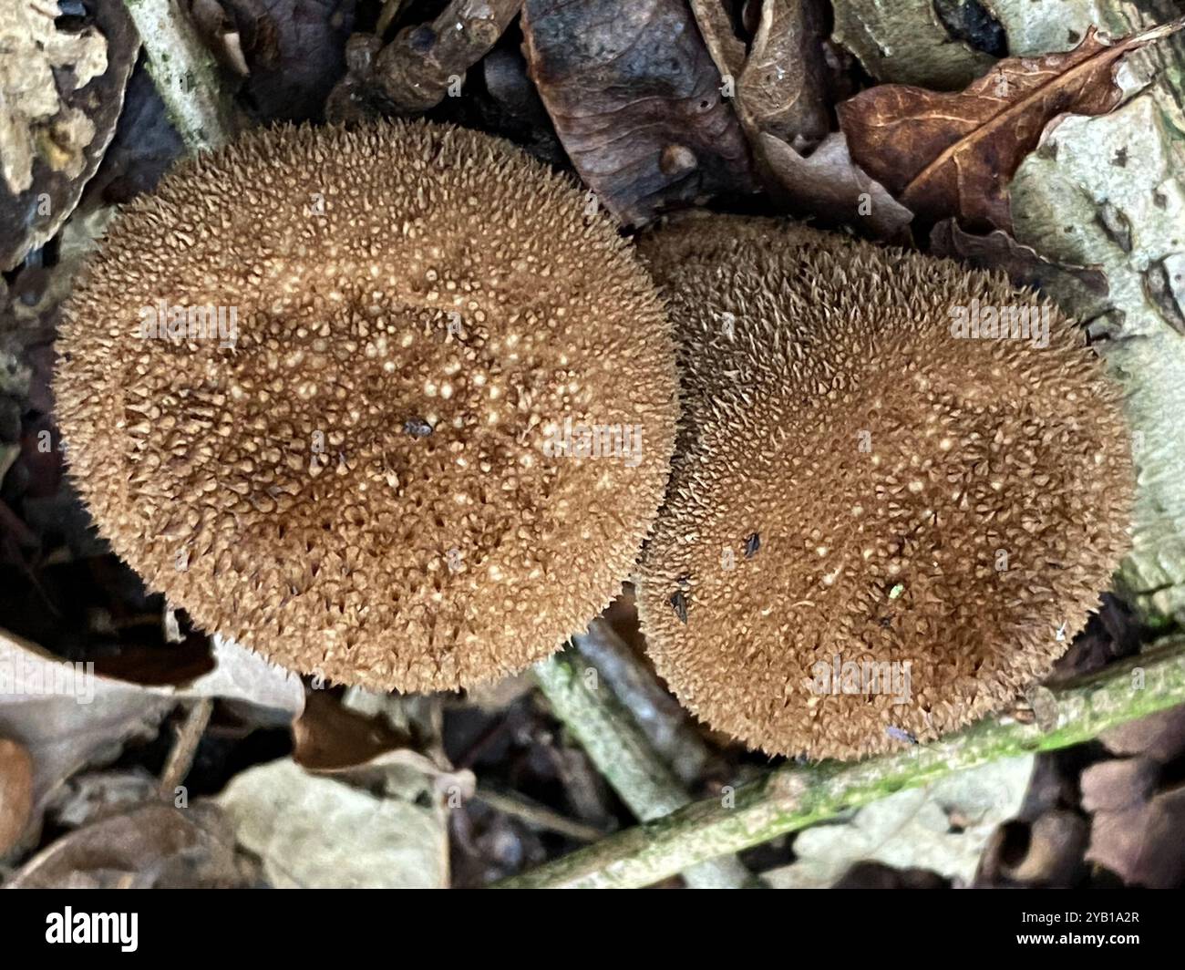 Spiny Puffball (Lycoperdon echinatum) Fungi Stock Photo - Alamy