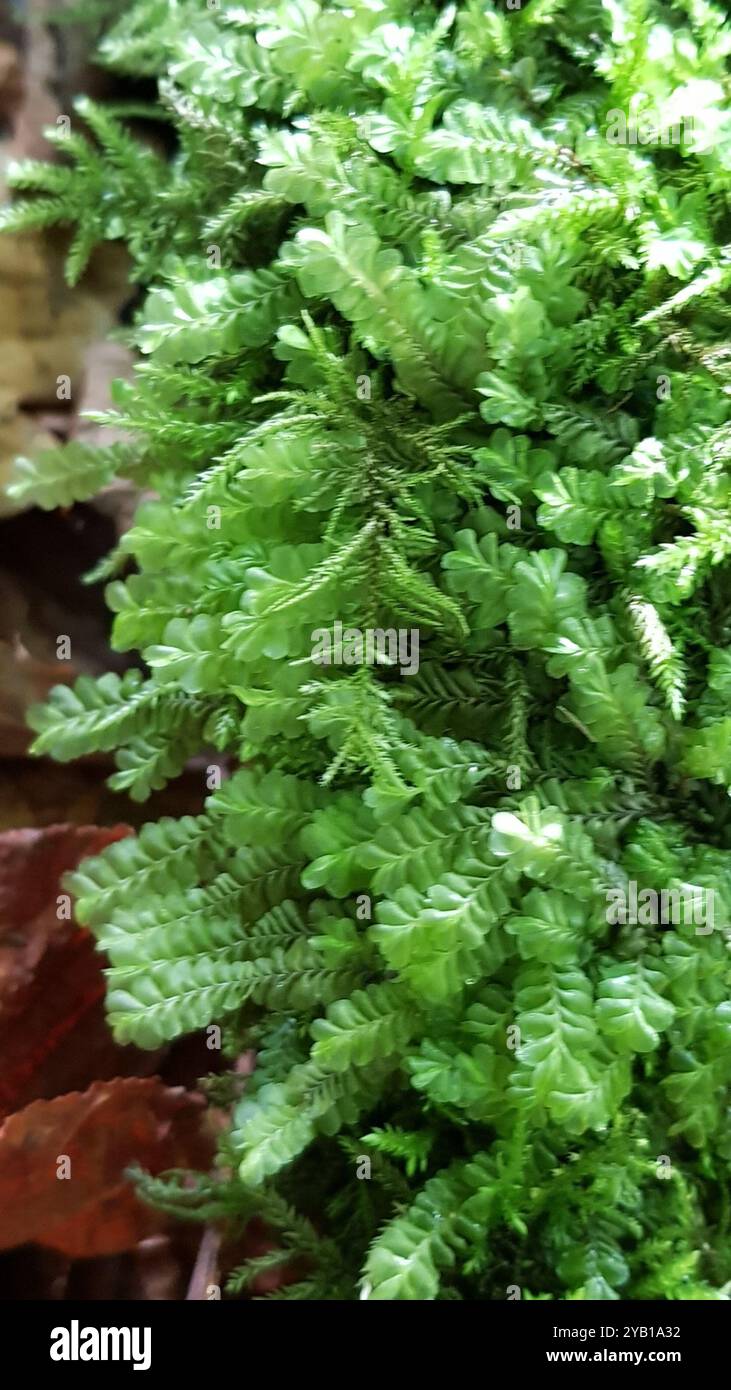 Greater Featherwort (Plagiochila asplenioides) Plantae Stock Photo - Alamy