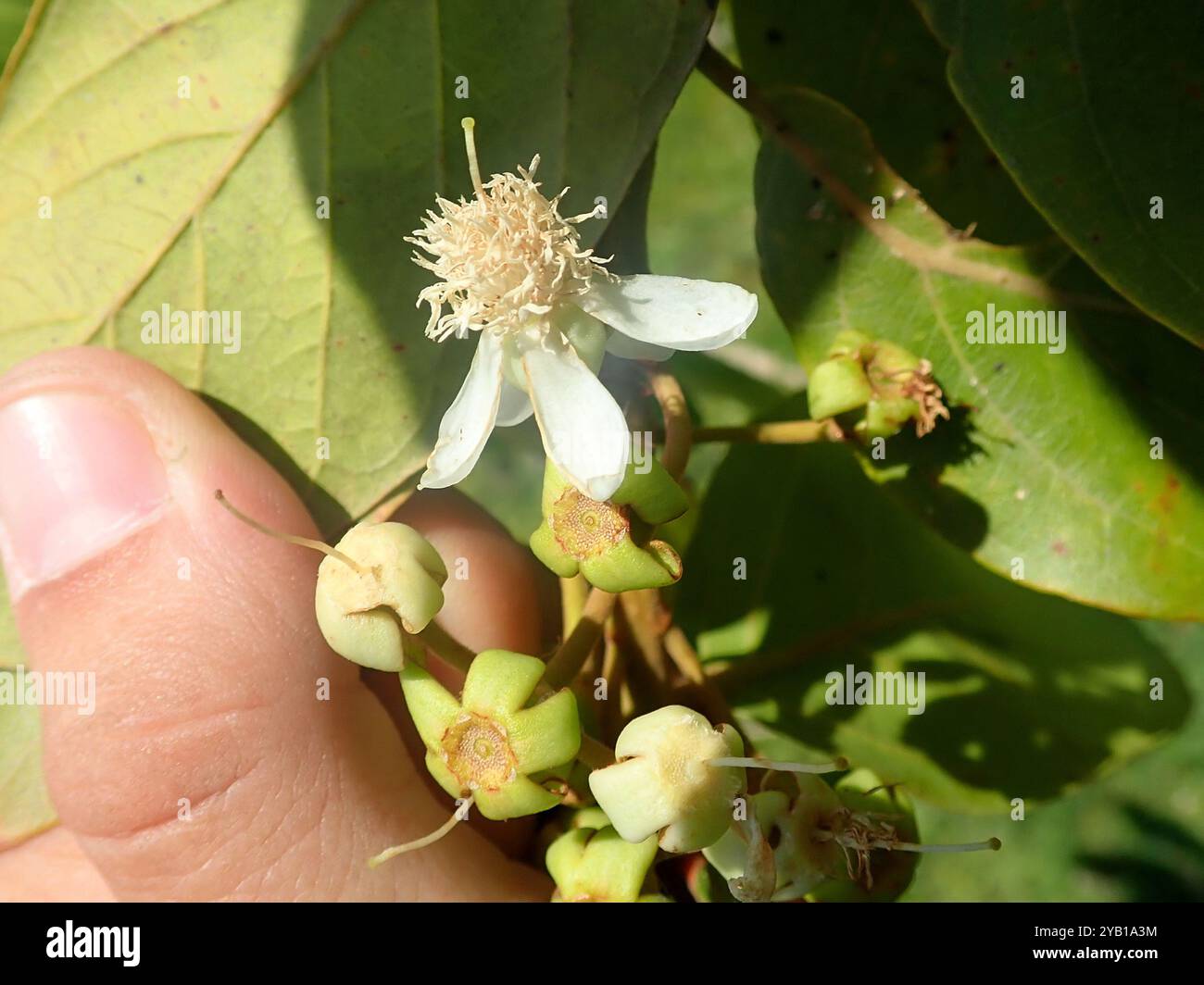 myrtle family (Myrtaceae) Plantae Stock Photo - Alamy