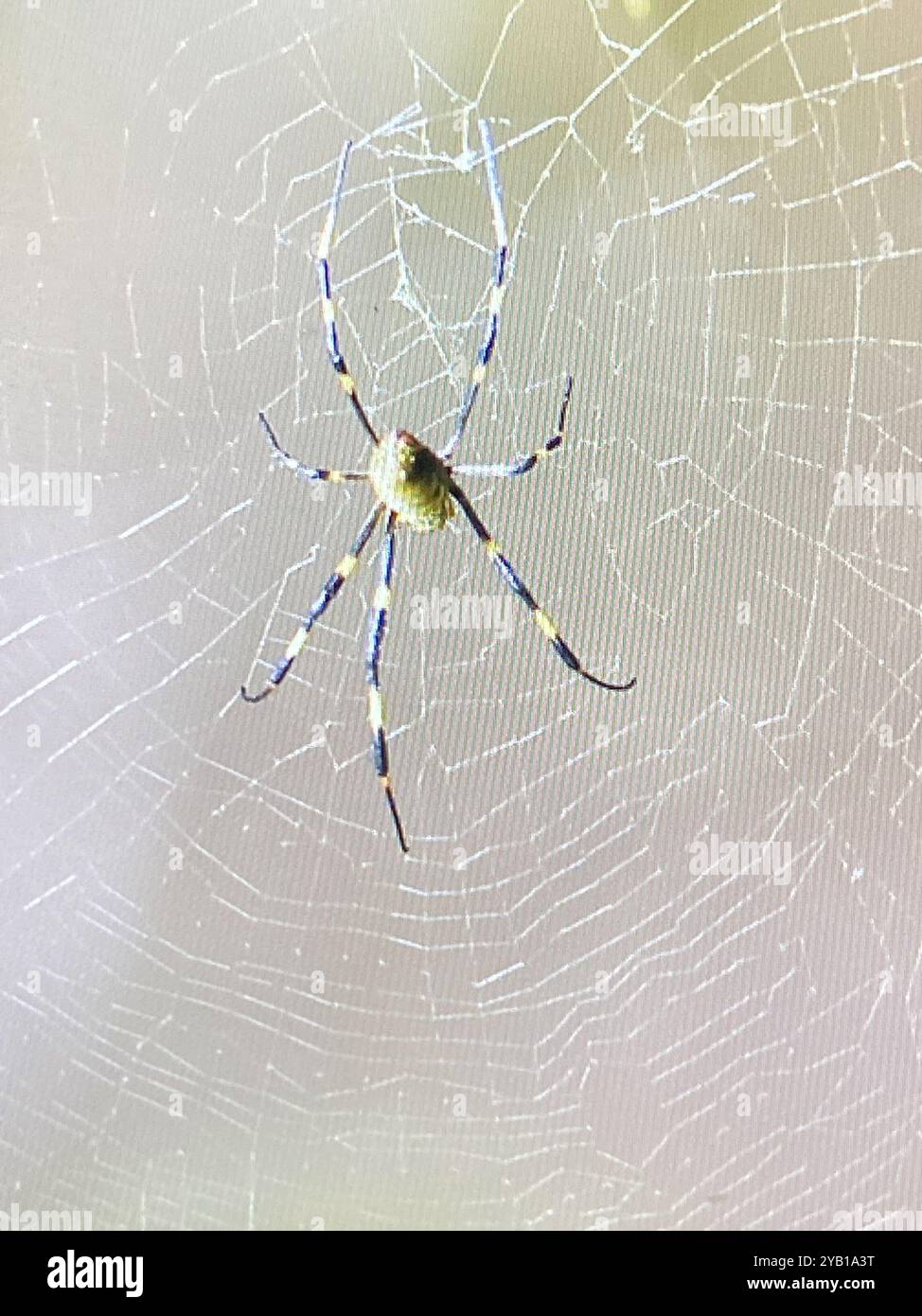 Joro Spider (Trichonephila clavata) Arachnida Stock Photo - Alamy