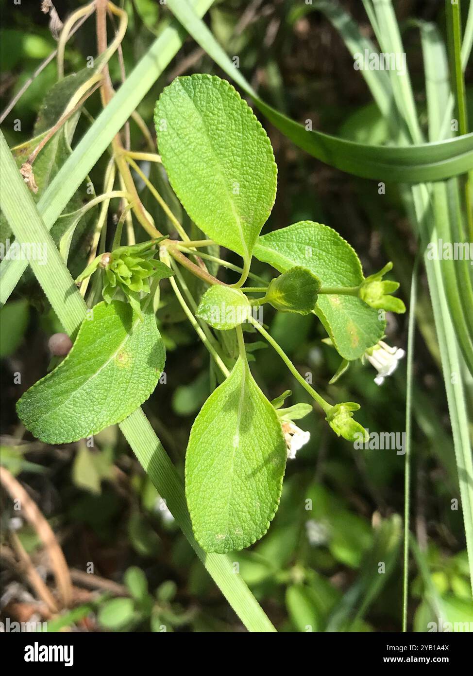 Button Sage (Lantana involucrata) Plantae Stock Photo - Alamy