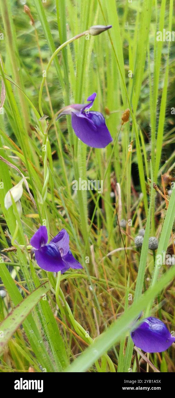 net-veined bladderwort (Utricularia reticulata) Plantae Stock Photo - Alamy