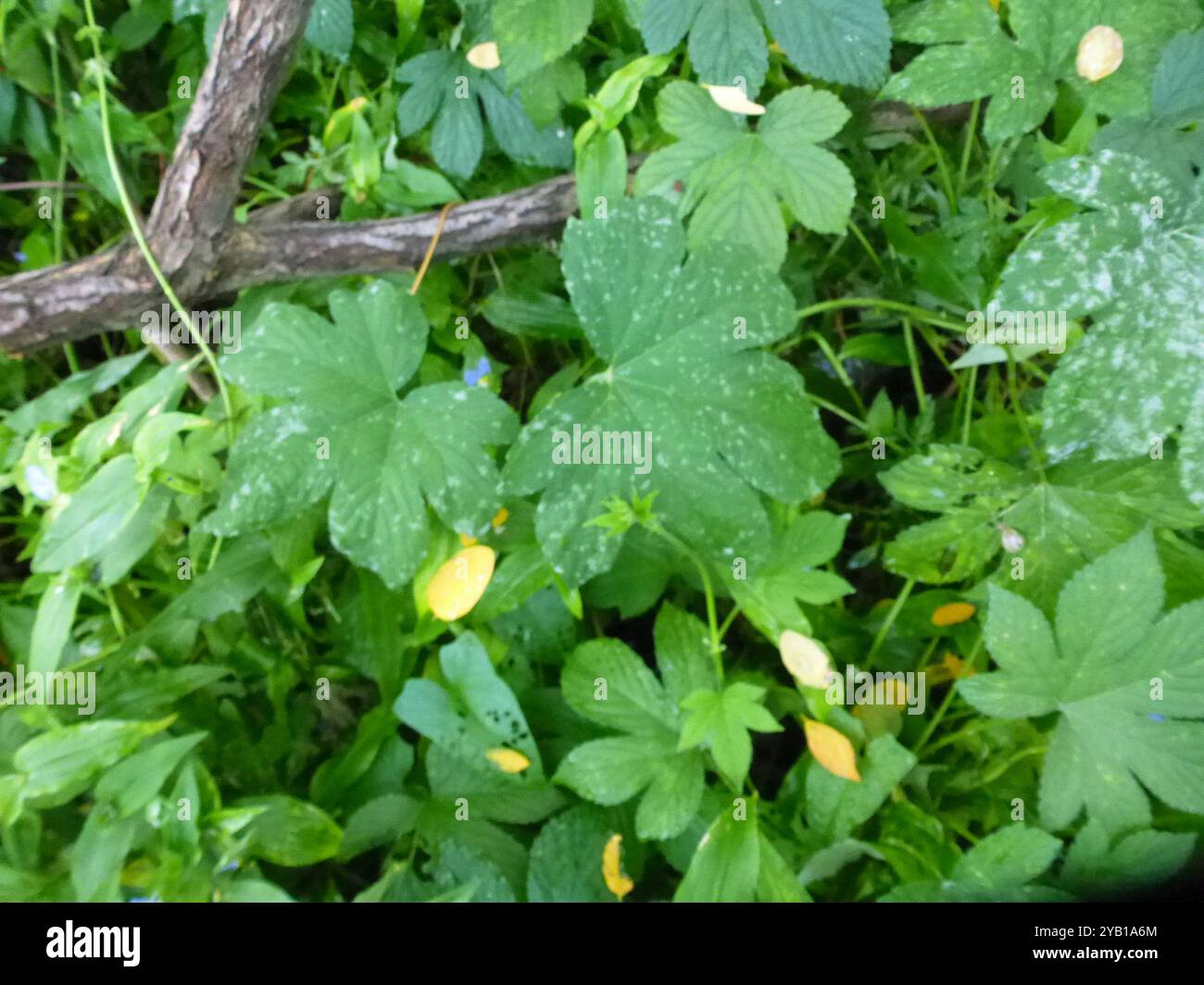 Japanese Hops (Humulus scandens) Plantae Stock Photo - Alamy