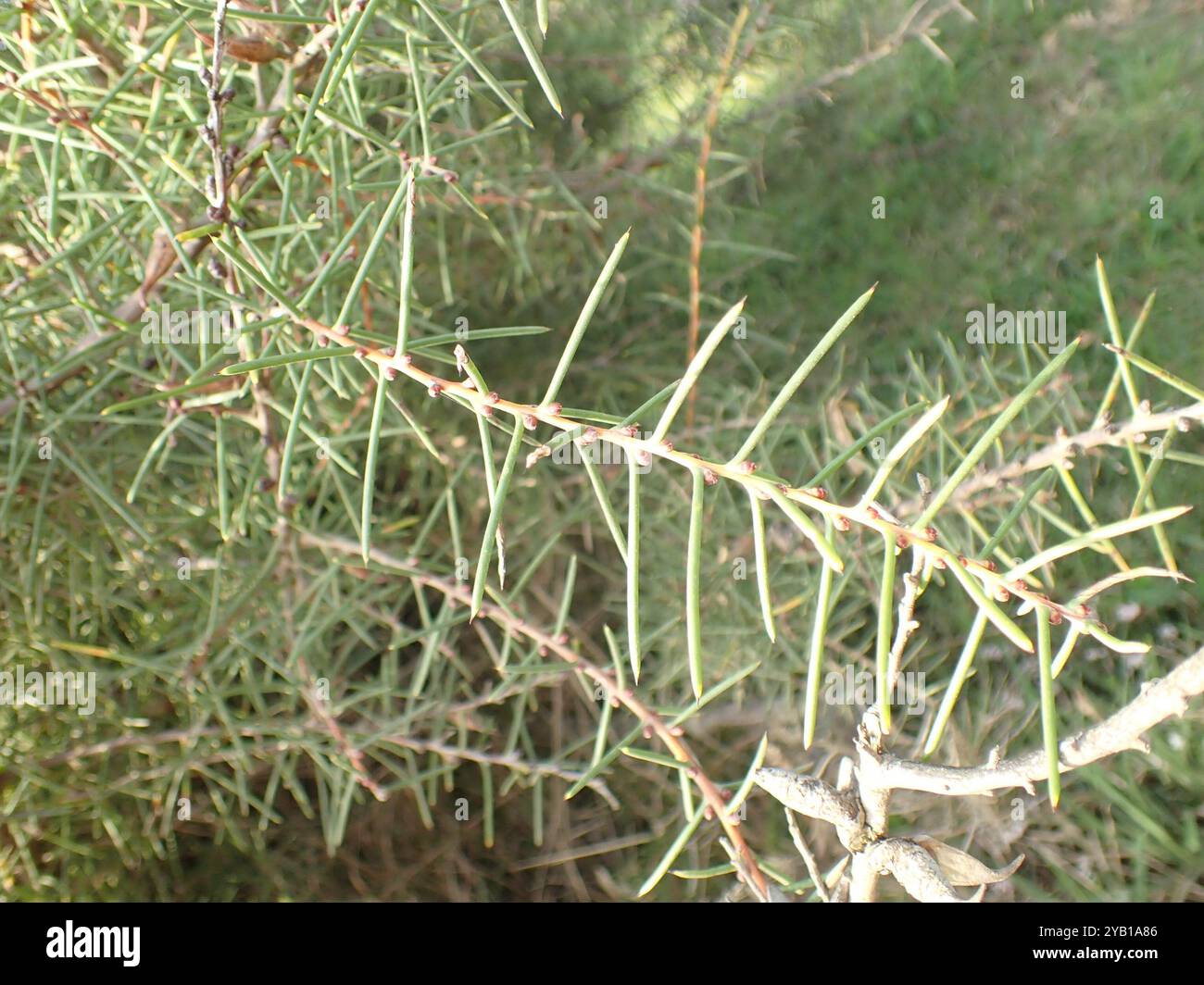 Dagger hakea hi-res stock photography and images - Alamy