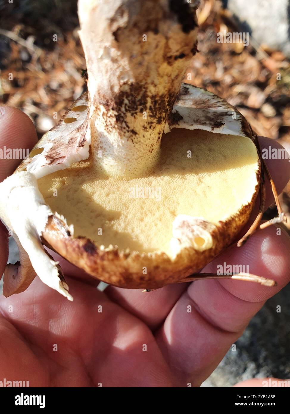 Purple-veiled Slippery Jack (Suillus luteus) Fungi Stock Photo - Alamy