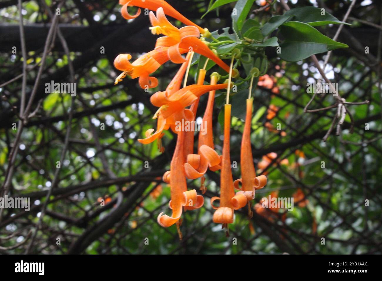 Flame vine (Pyrostegia venusta) Plantae Stock Photo - Alamy