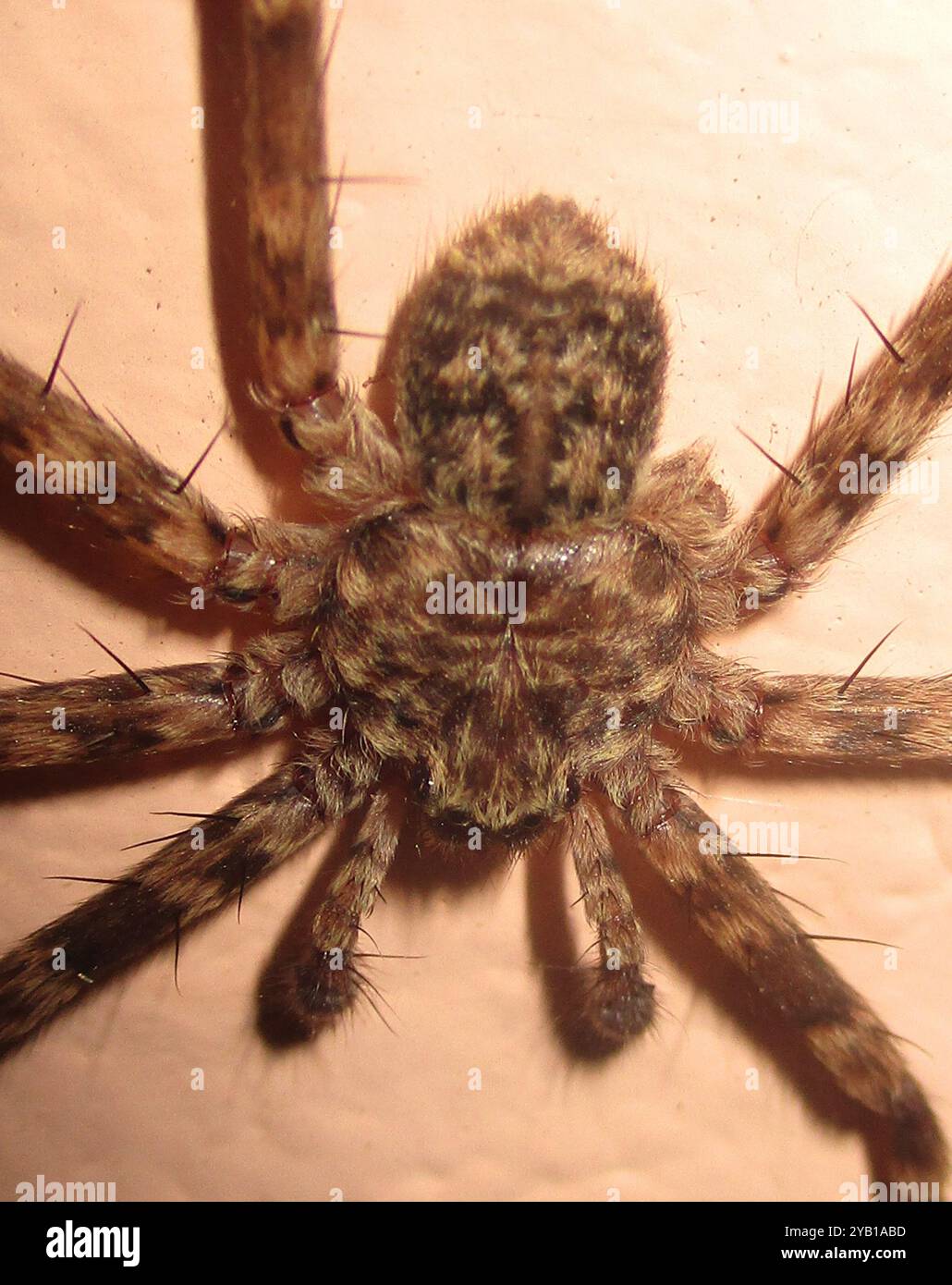 Crescent-eyed Spiders (Selenops) Arachnida Stock Photo - Alamy