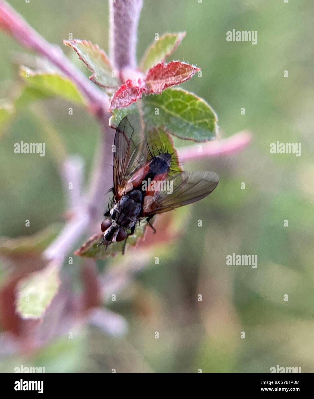 Red Spotted Parasite Fly (Eriothrix rufomaculata) Insecta Stock Photo ...
