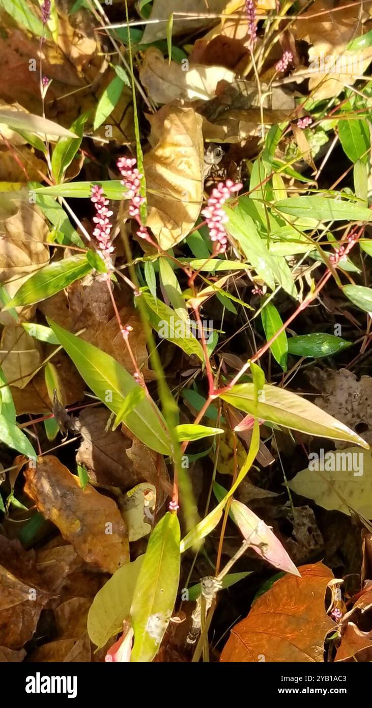 low smartweed (Persicaria longiseta) Plantae Stock Photo - Alamy