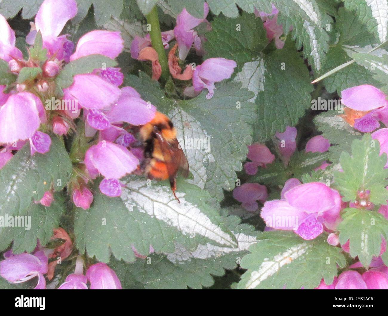 Great Basin Bumble Bee (Bombus centralis) Insecta Stock Photo - Alamy