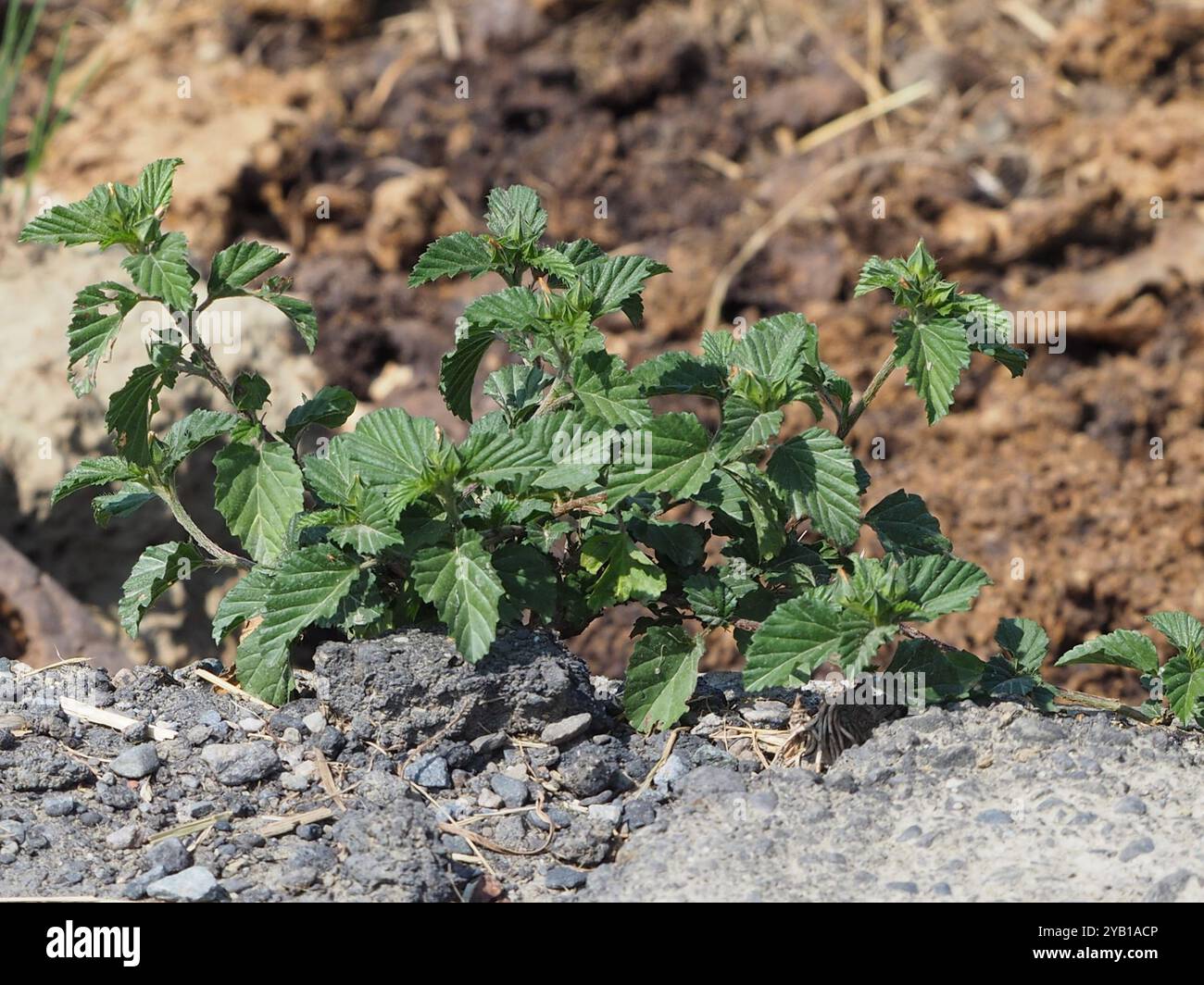 three-lobe false mallow (Malvastrum coromandelianum) Plantae Stock ...