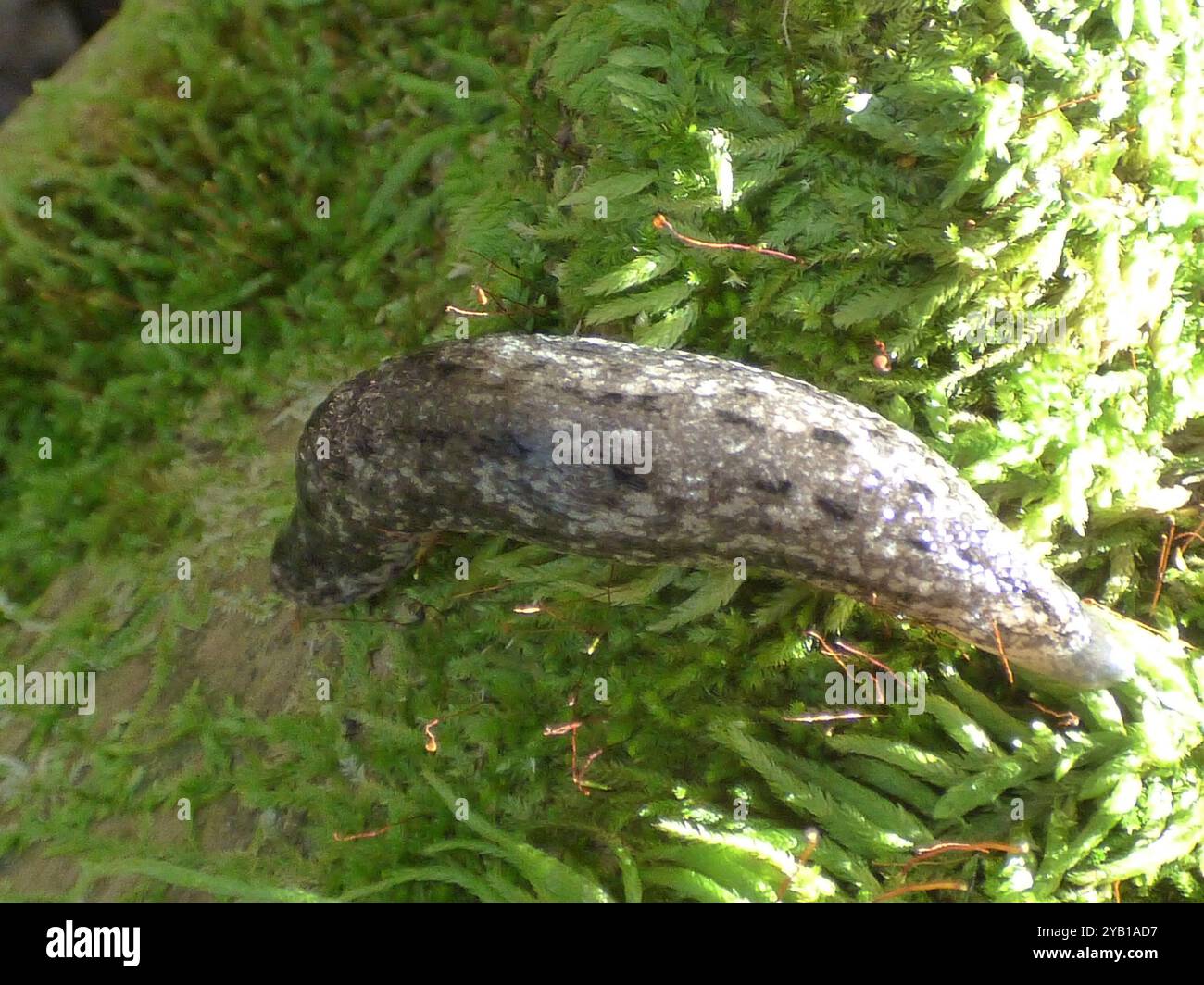 Carolina Mantleslug (Philomycus carolinianus) Mollusca Stock Photo - Alamy