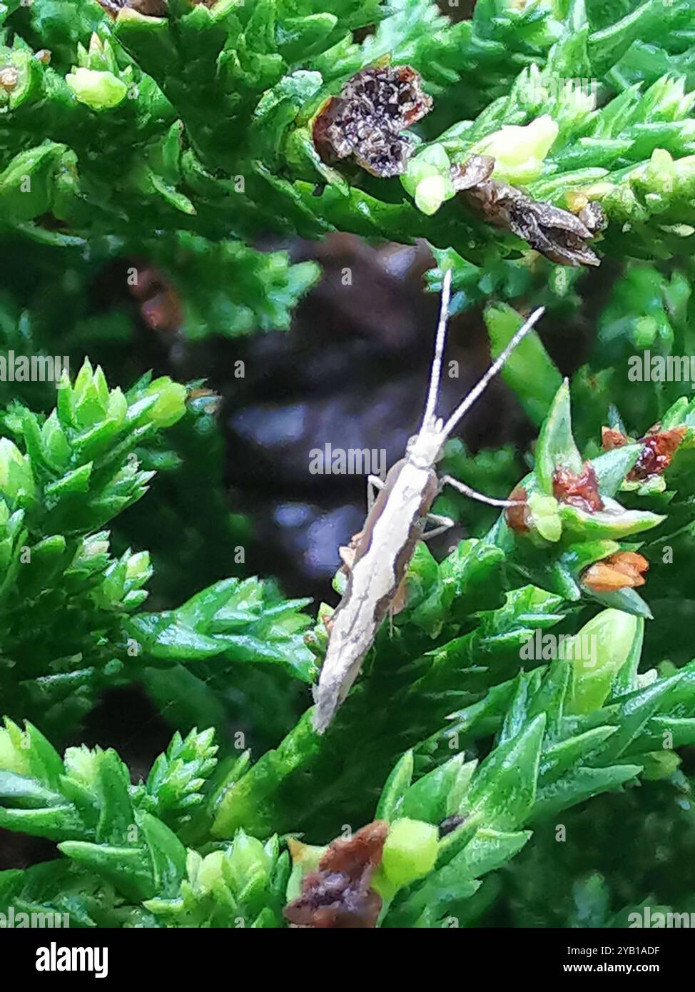 Diamondback Moth (Plutella xylostella) Insecta Stock Photo - Alamy