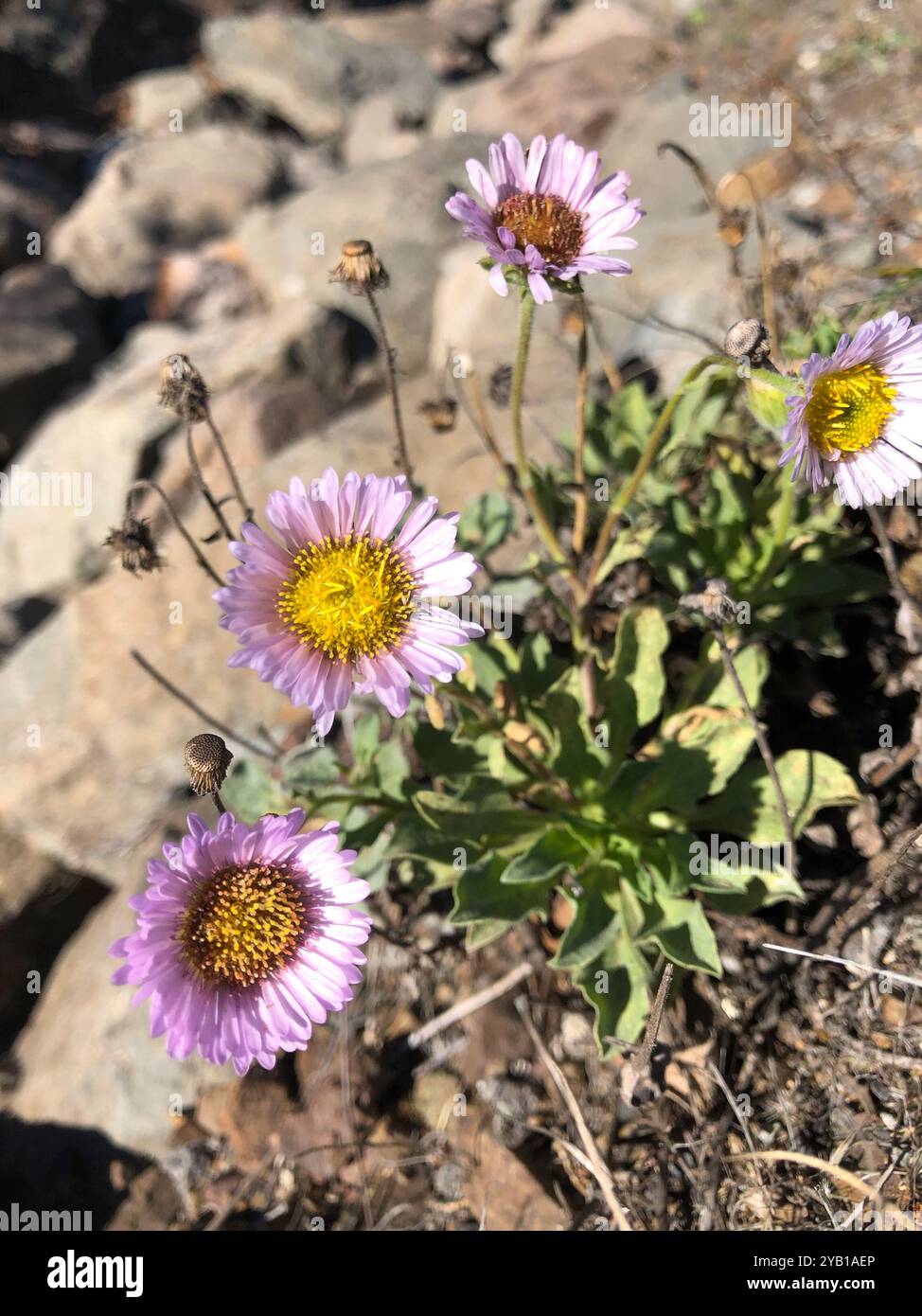 seaside daisy (Erigeron glaucus) Plantae Stock Photo - Alamy