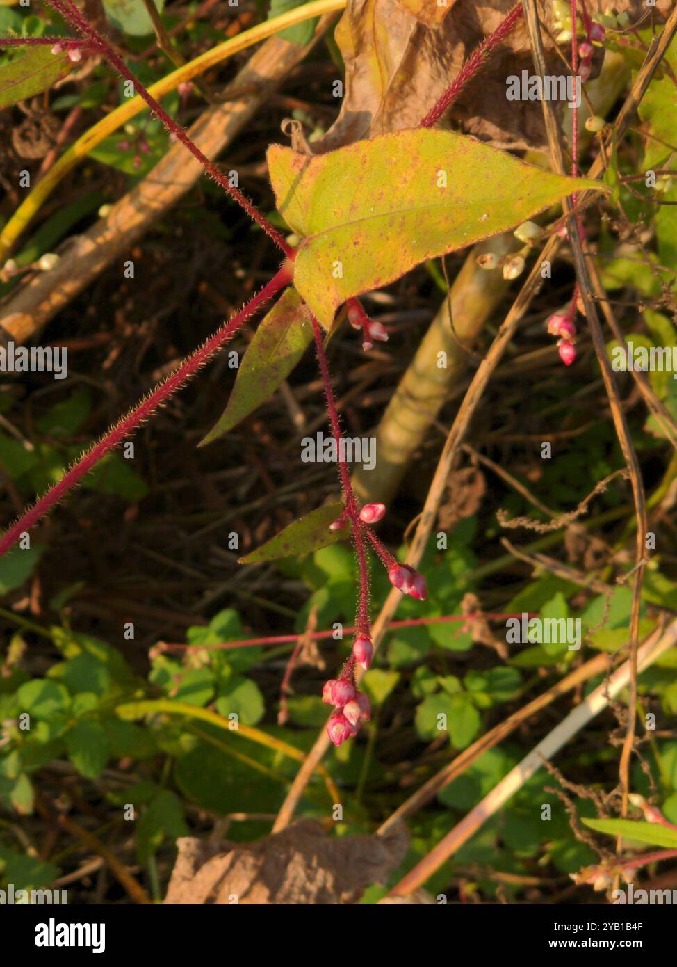 halberd-leaved tearthumb (Persicaria arifolia) Plantae Stock Photo - Alamy