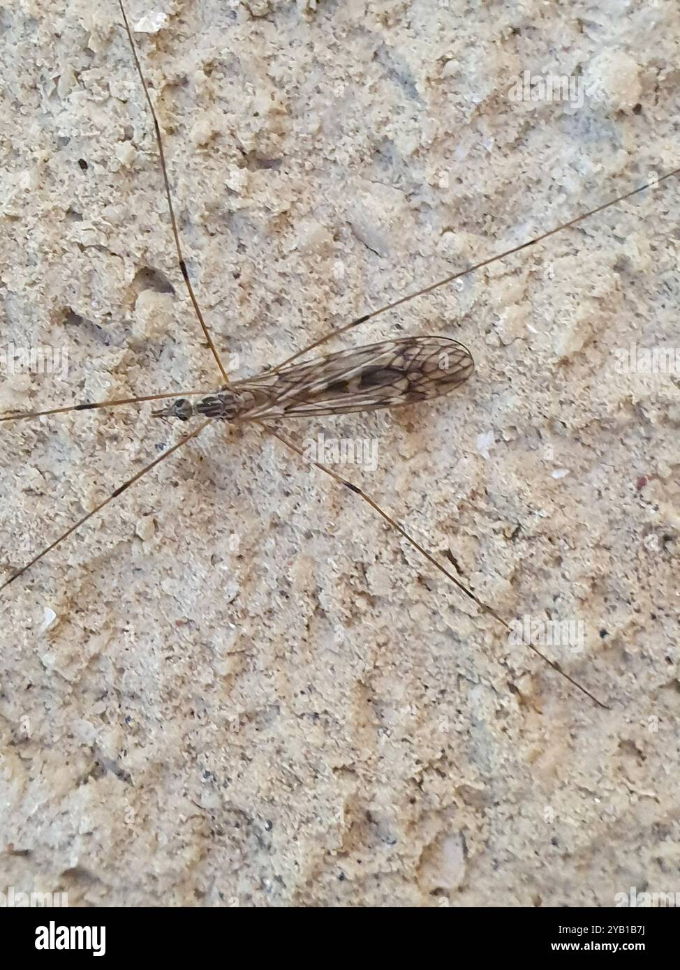 Large Crane Flies (Tipulidae) Insecta Stock Photo - Alamy