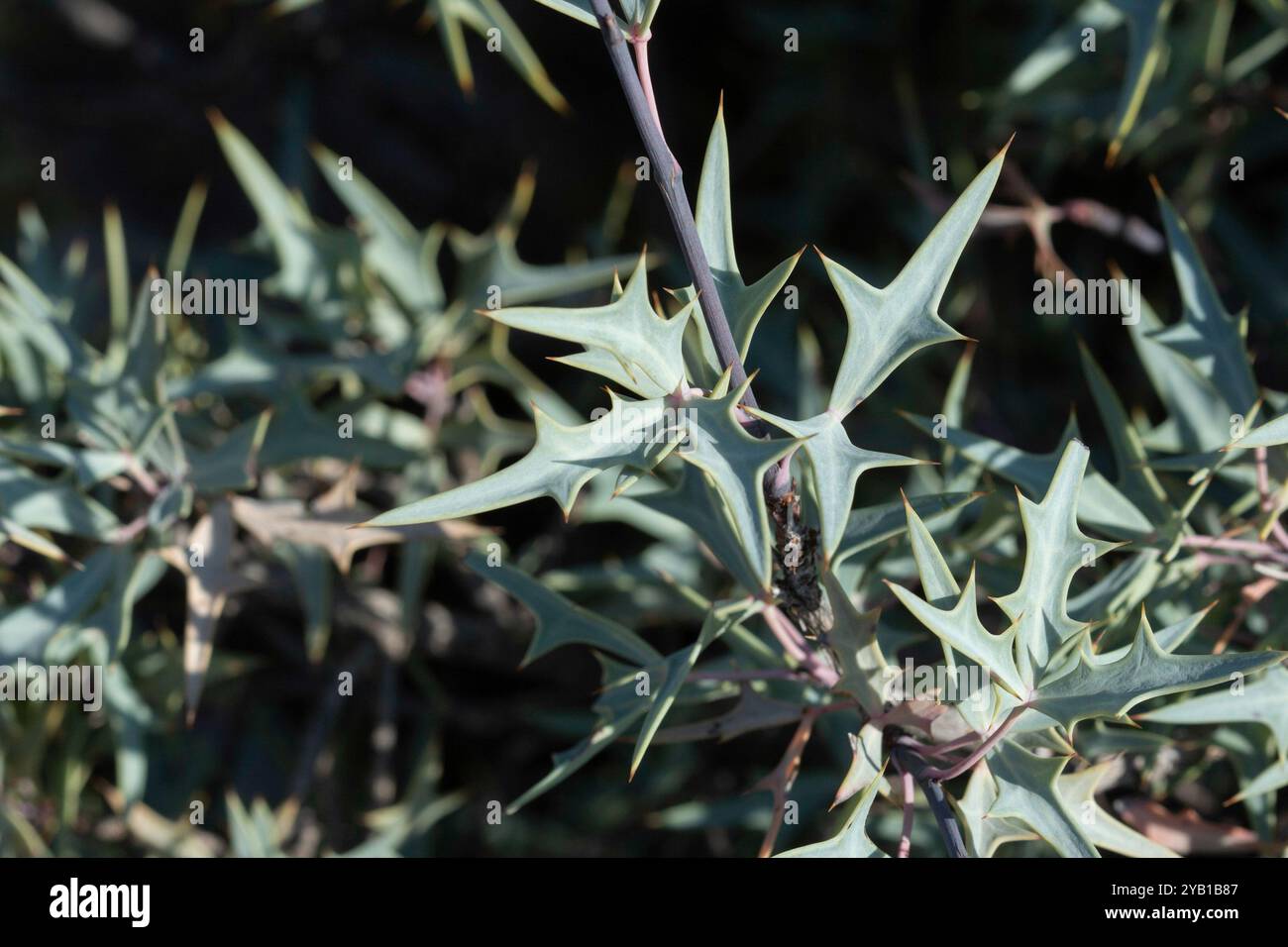 Agarita (Berberis trifoliolata) Plantae Stock Photo - Alamy