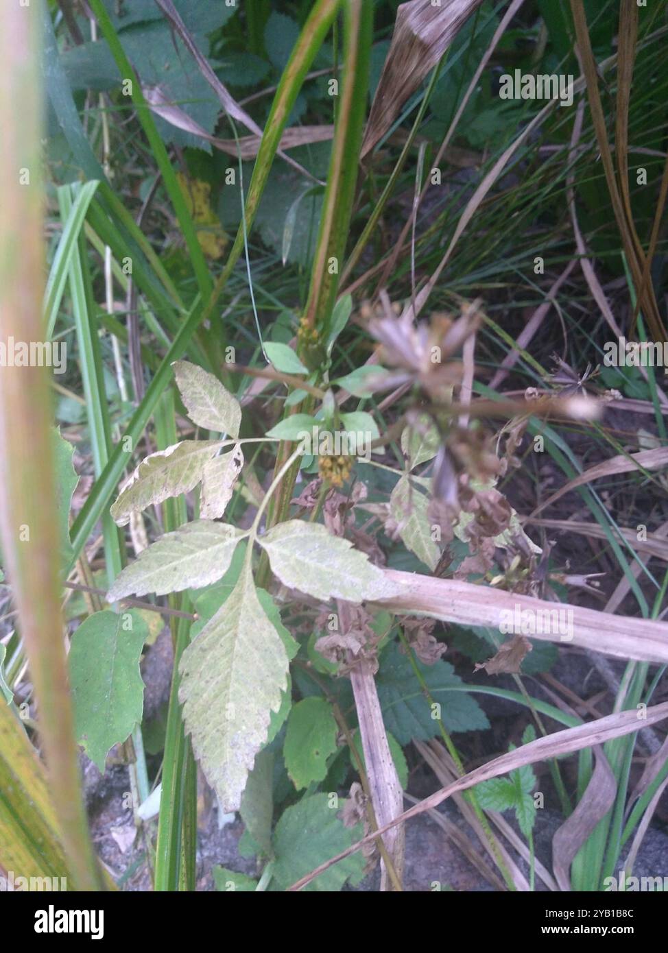 Devil's Beggarticks (Bidens frondosa) Plantae Stock Photo - Alamy