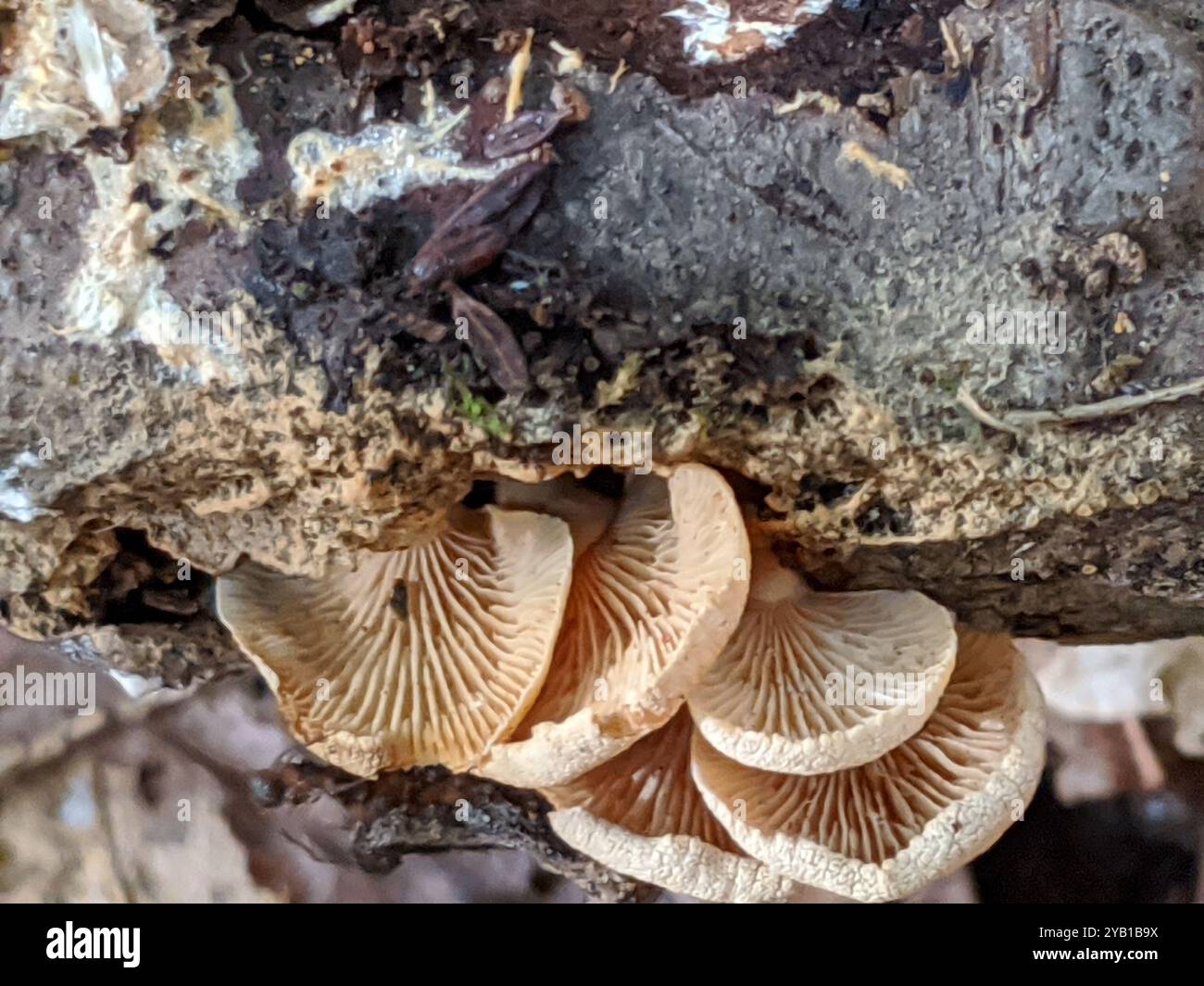 Luminescent panellus stipticus fungi hi-res stock photography and ...