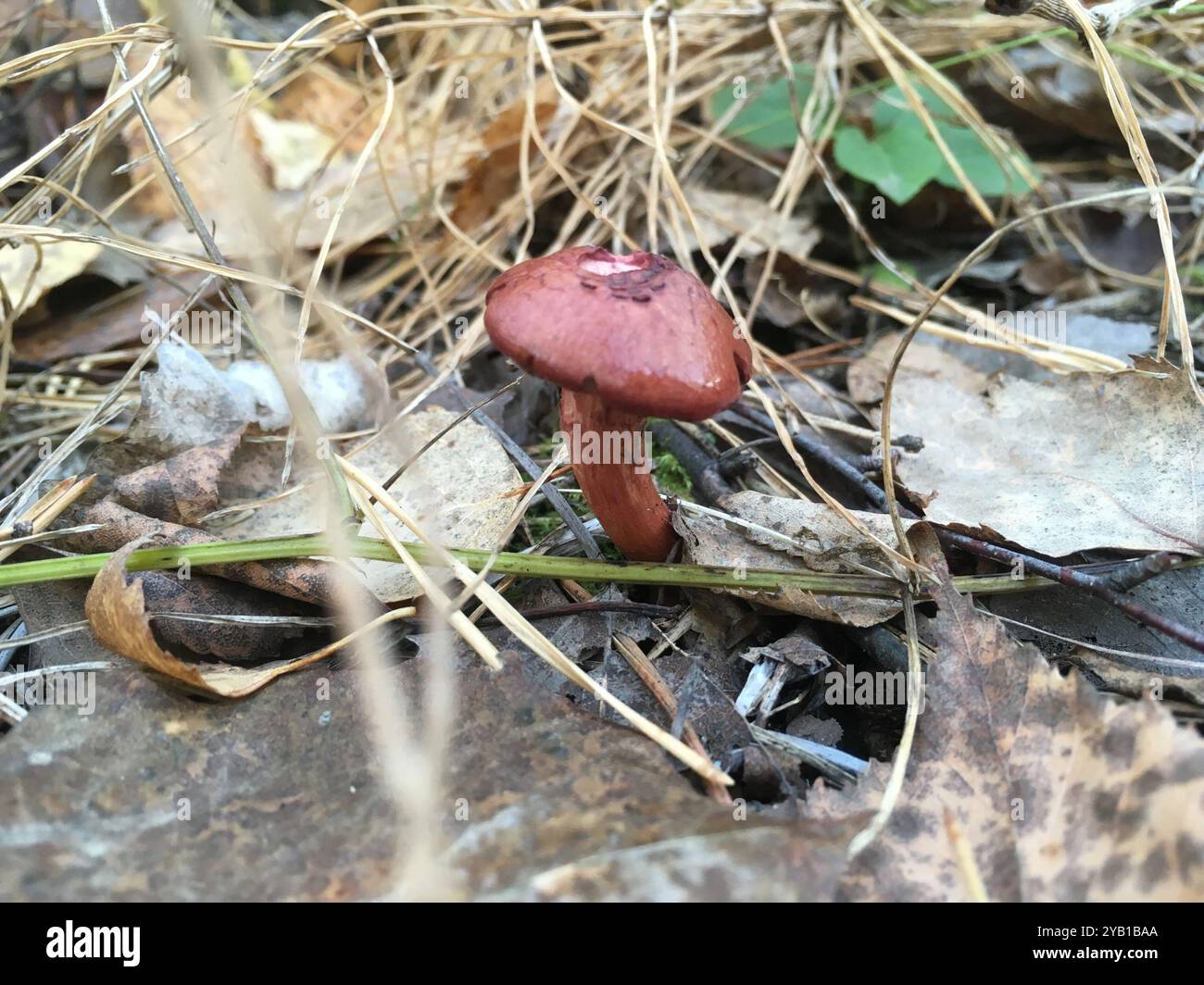 Brownish Chroogomphus (Chroogomphus rutilus) Fungi Stock Photo - Alamy