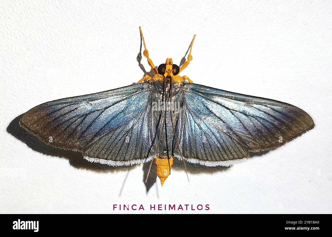 Fulvicauda hi-res stock photography and images - Alamy