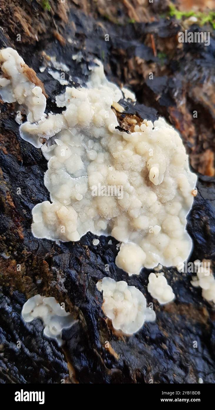Brittle Cinder (Kretzschmaria deusta) Fungi Stock Photo - Alamy