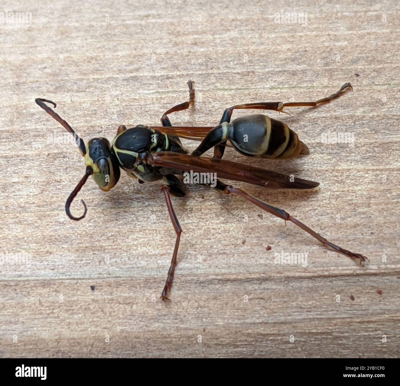 Western Paper Wasp (Mischocyttarus flavitarsis) Insecta Stock Photo - Alamy