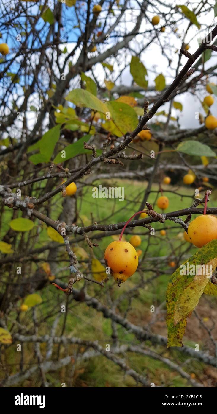 European Wild Apple (Malus sylvestris) Plantae Stock Photo - Alamy